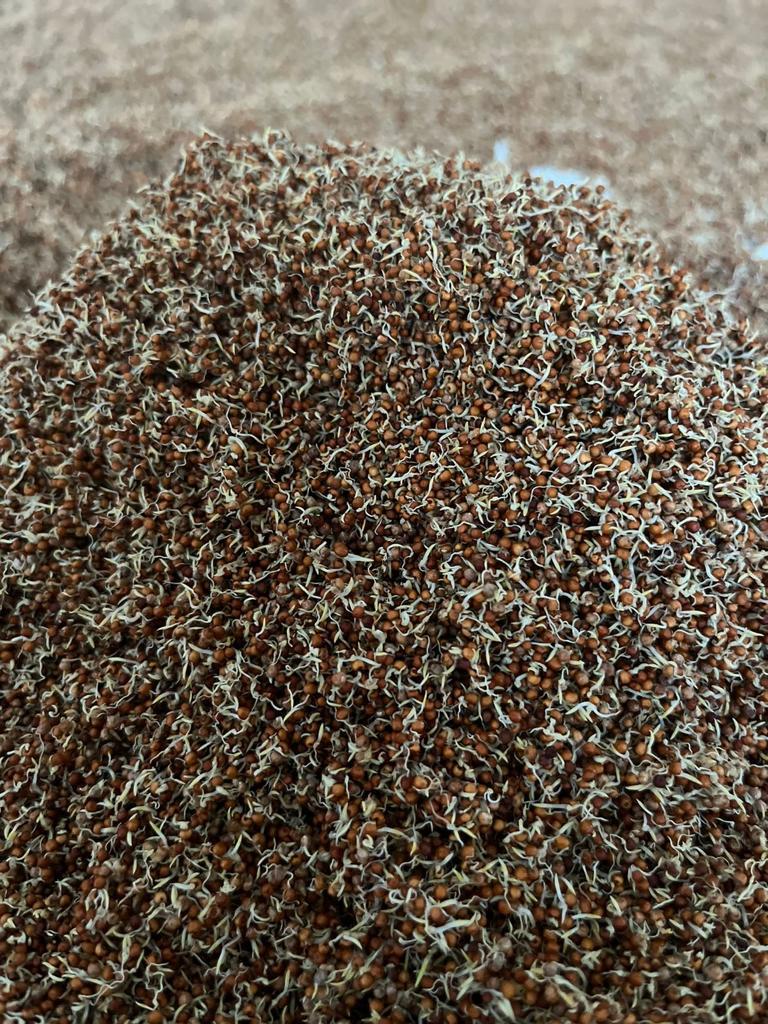 Sprouted Organic Ragi Flour – Lekker foods